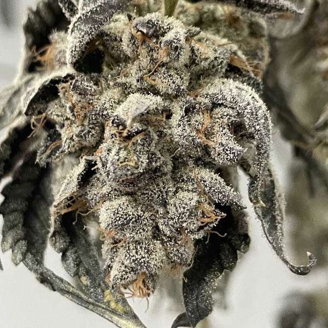 Bananaconda #4 | Snakes Cake × Dual OG #4 | Honey Sticks Genetics ...